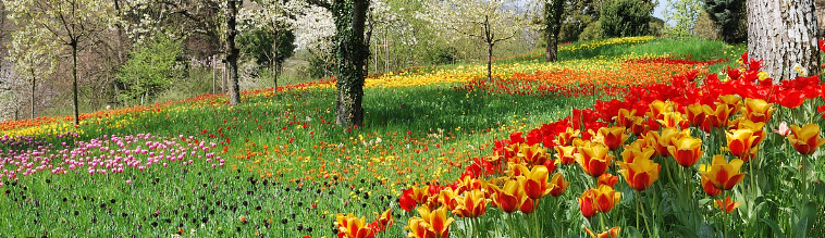 Our Year Of Springing Forth – Christ International Community Church